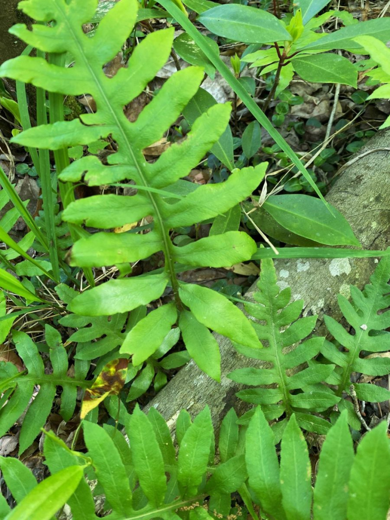 April Visit to Lake Lurleen State Park: Focus on Treasures in the ...
