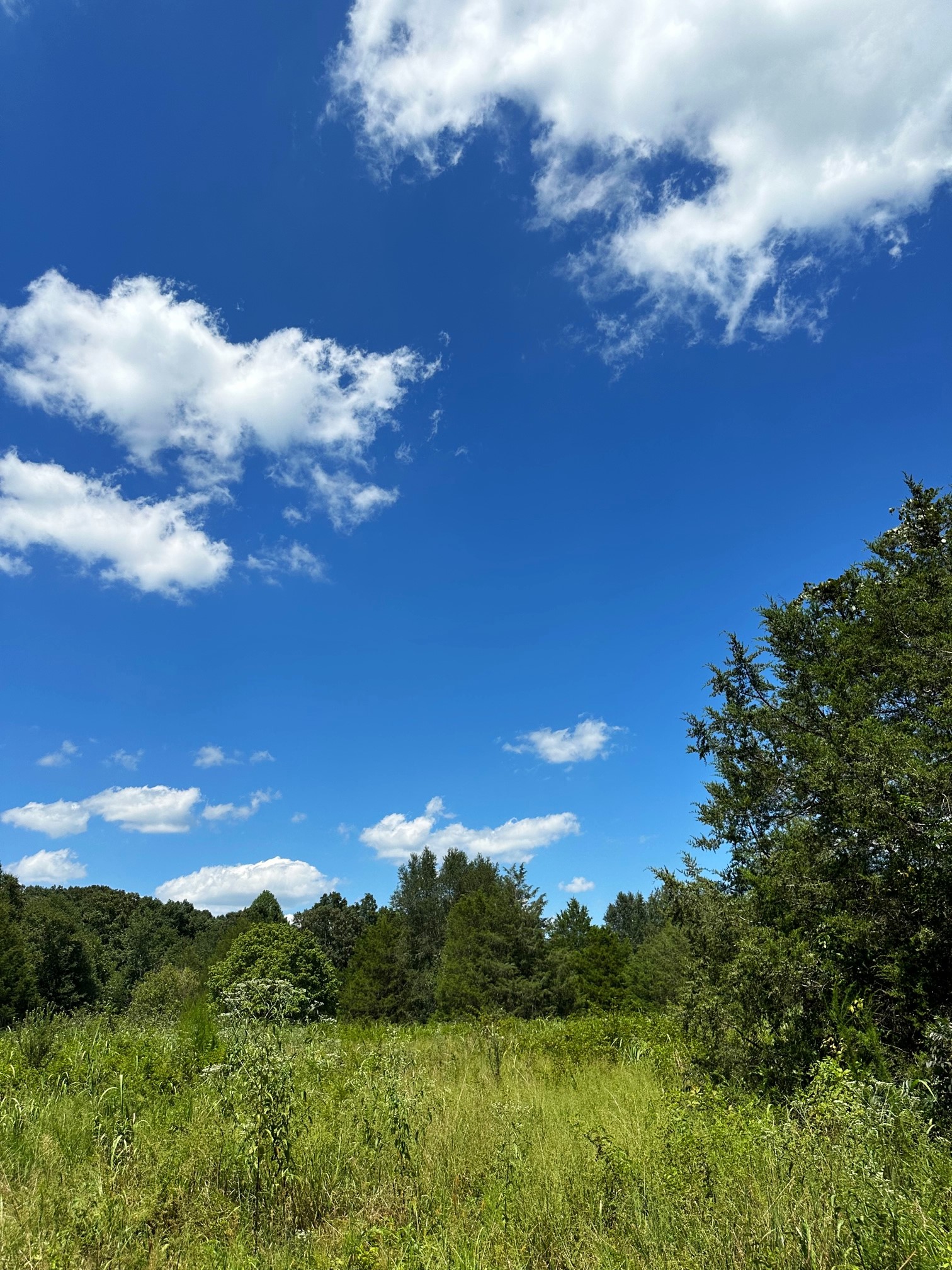 Mid-August 2023 First Time Visit to Forever Wild Shoal Creek Nature ...