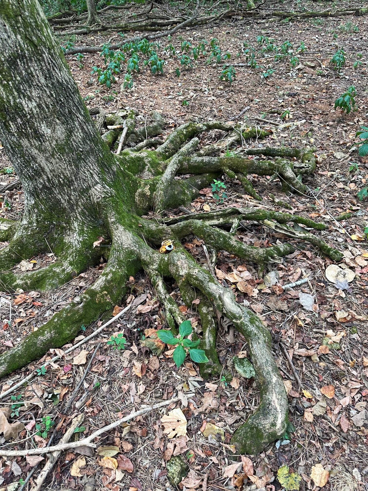 Early September Potpourri at Alabama's Joe Wheeler State Park! - Steve ...