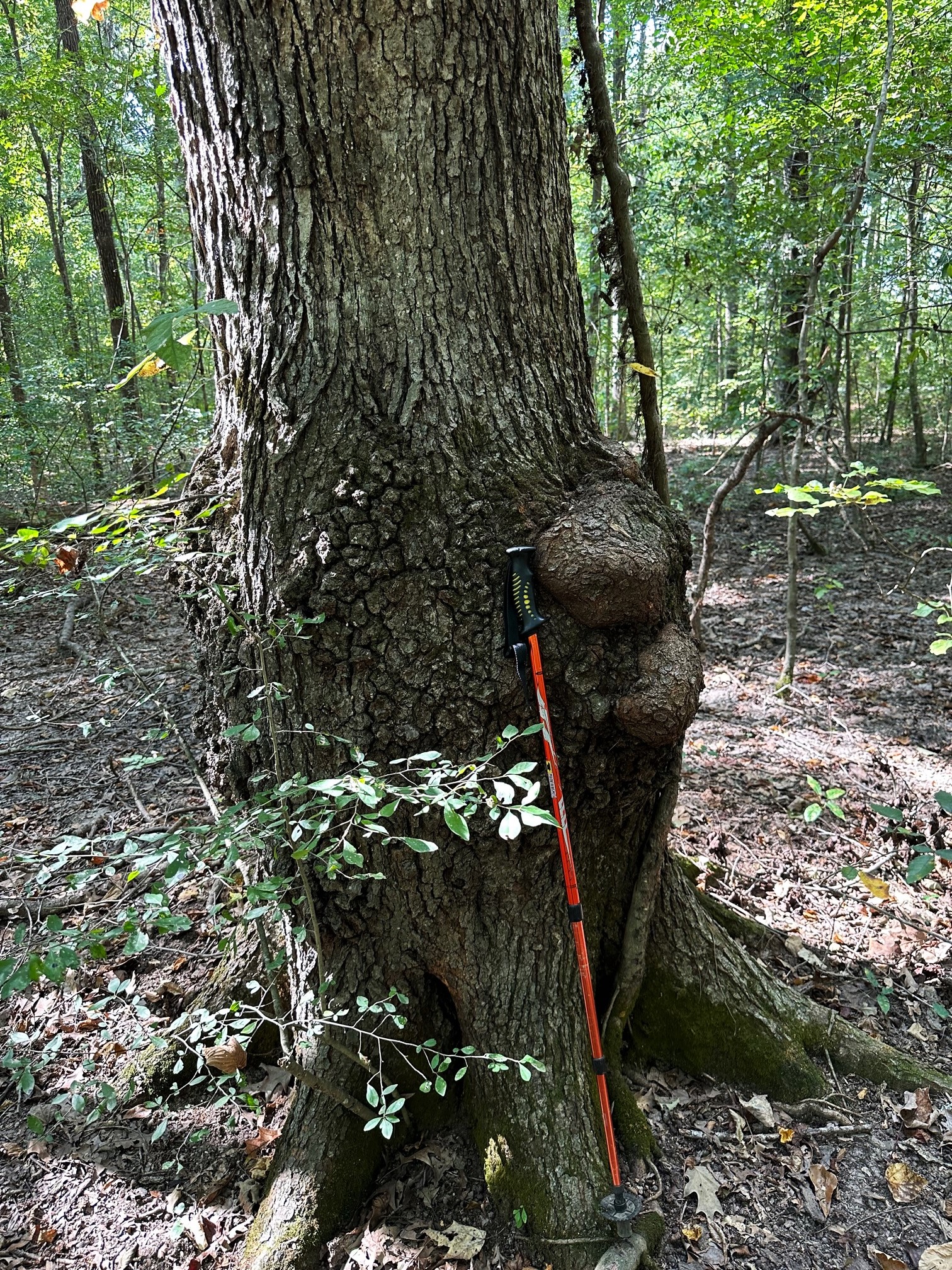 An Aging Riparian Hardwood Forest on The Wheeler National Wildlife ...