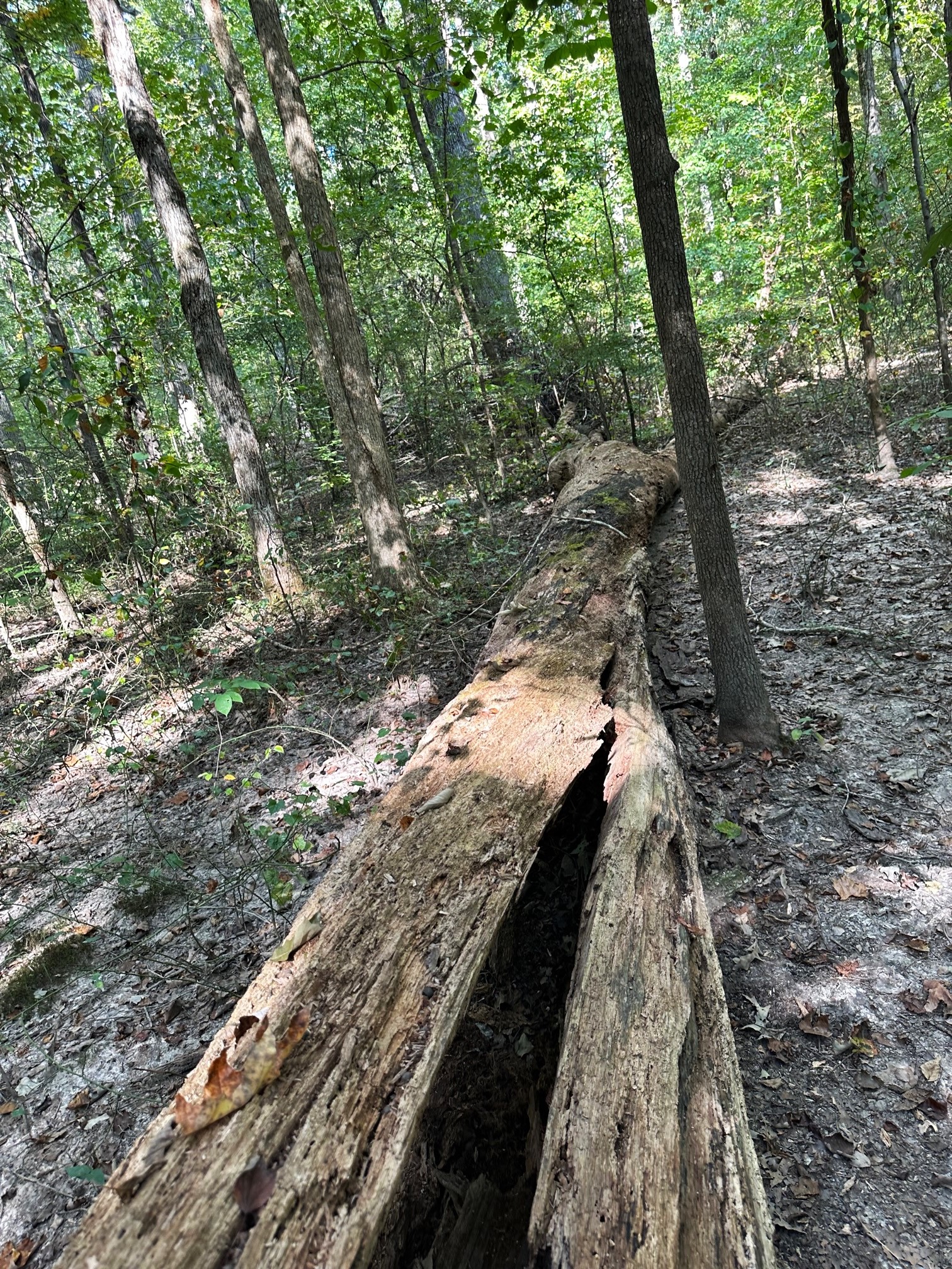 An Aging Riparian Hardwood Forest on The Wheeler National Wildlife ...