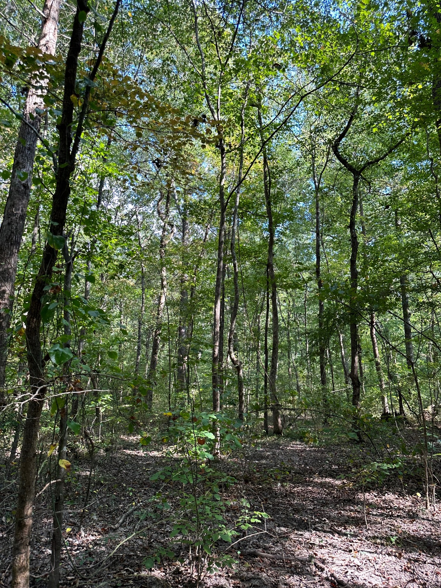 An Aging Riparian Hardwood Forest on The Wheeler National Wildlife ...