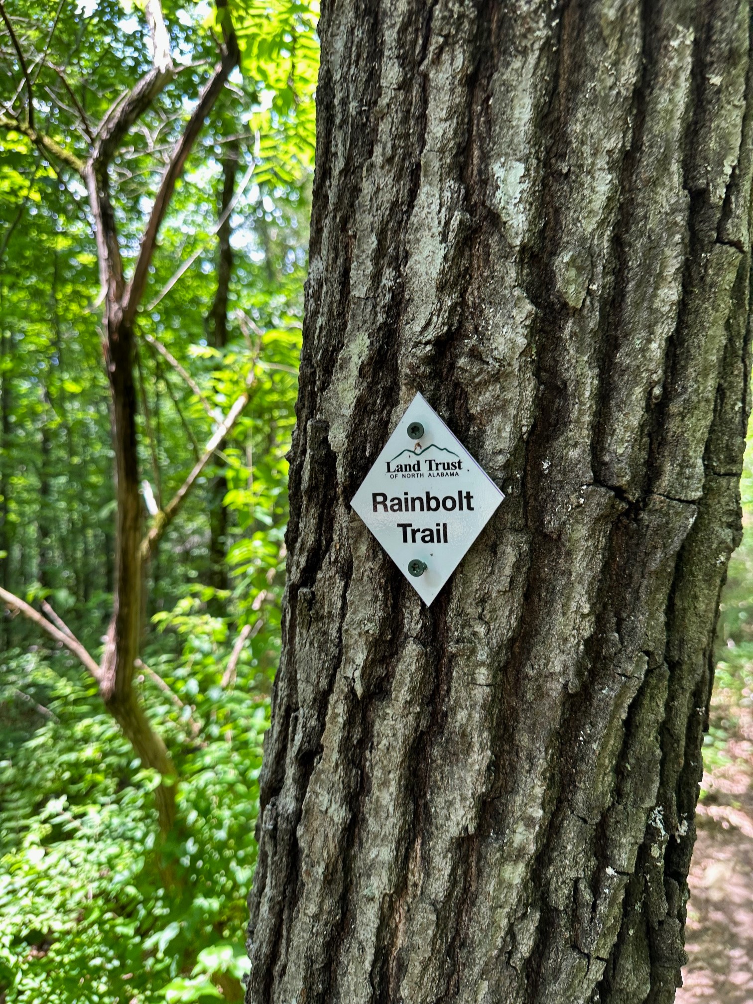 Exploring Madison, Alabama's New Rainbolt Trail in the Rainbow Mountain ...