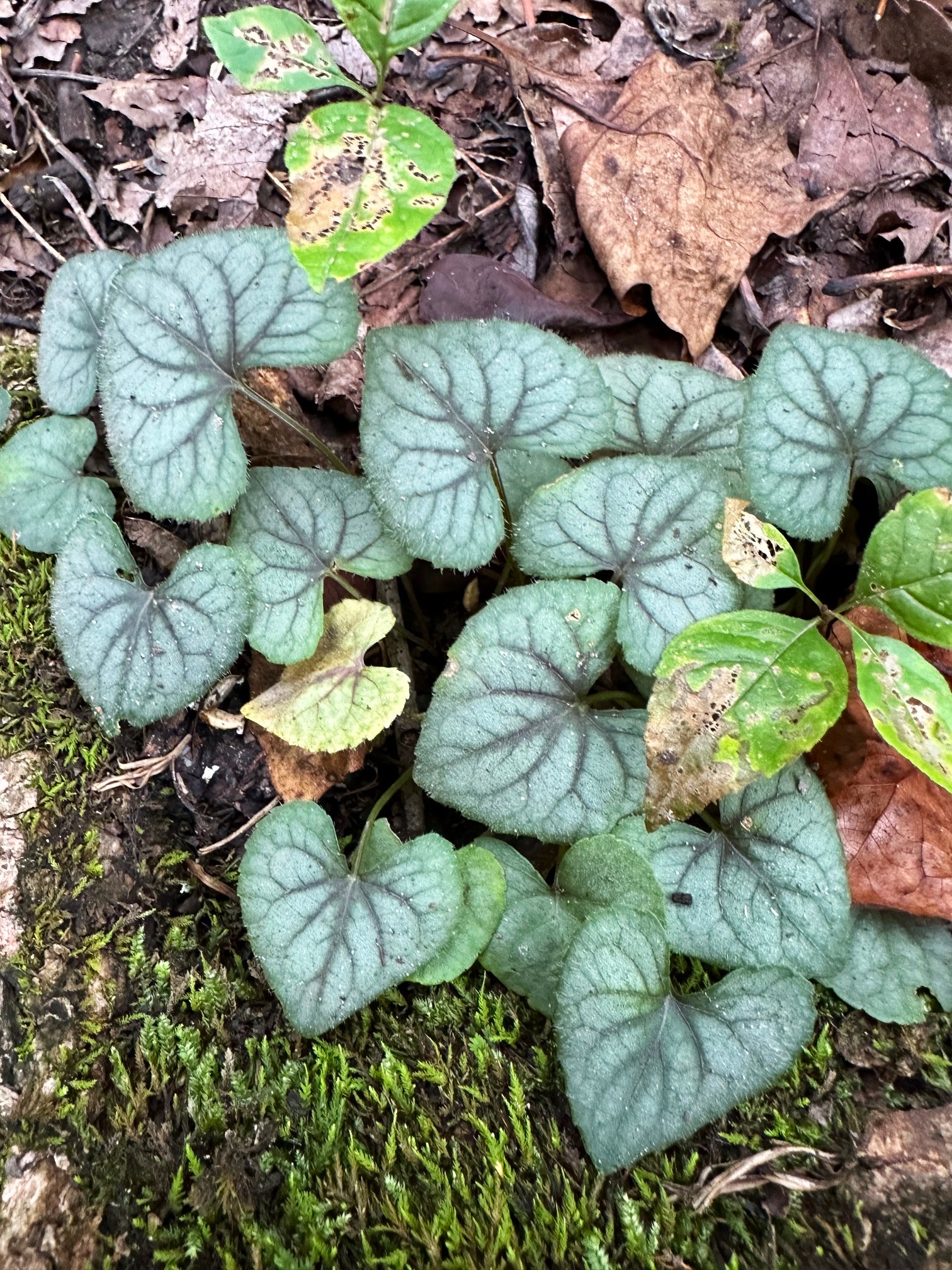 Brief Form Post #35: Visiting the Old Lilly Pond at Monte Sano State ...