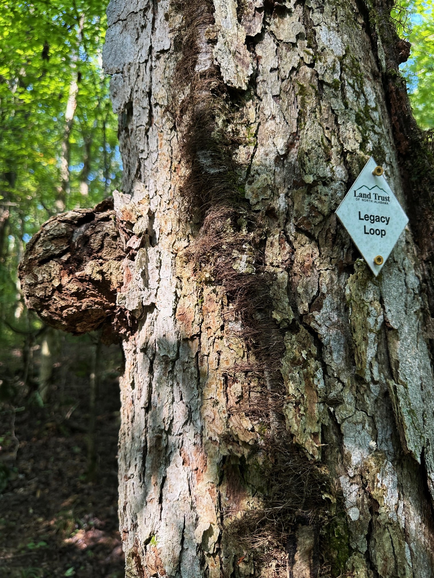 Trees of the Hickory Cove Nature Preserve's Legacy Loop Trail - Steve ...