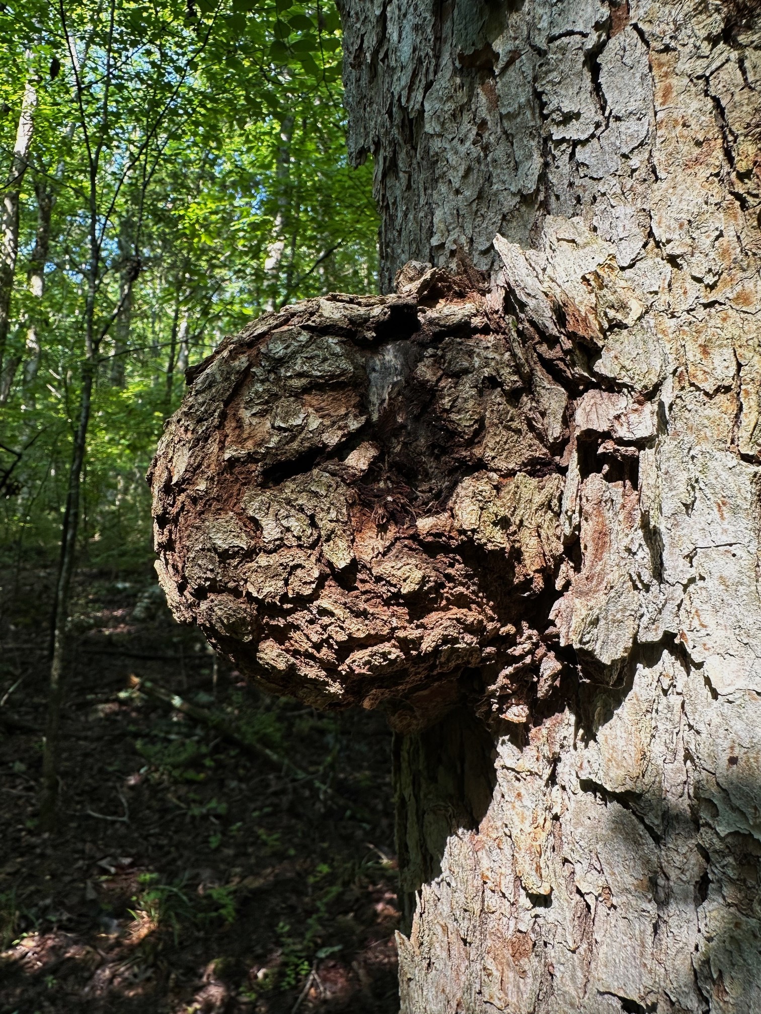 Trees of the Hickory Cove Nature Preserve's Legacy Loop Trail - Steve ...