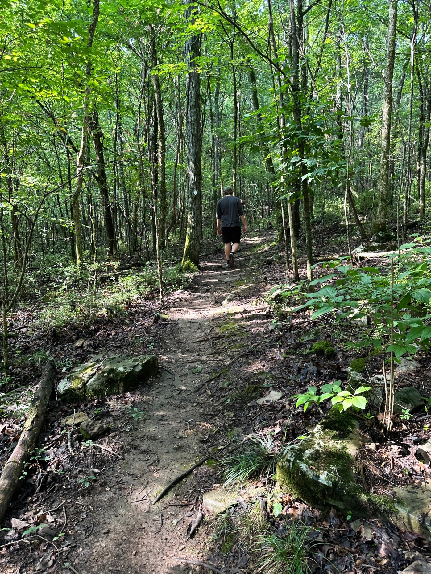 Trees of the Hickory Cove Nature Preserve's Legacy Loop Trail - Steve ...