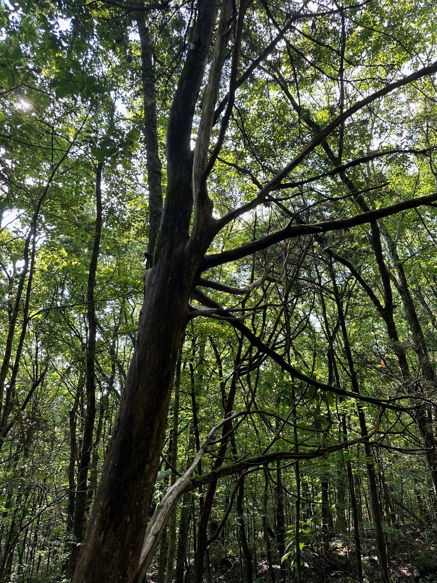 Trees of the Hickory Cove Nature Preserve's Legacy Loop Trail - Steve ...