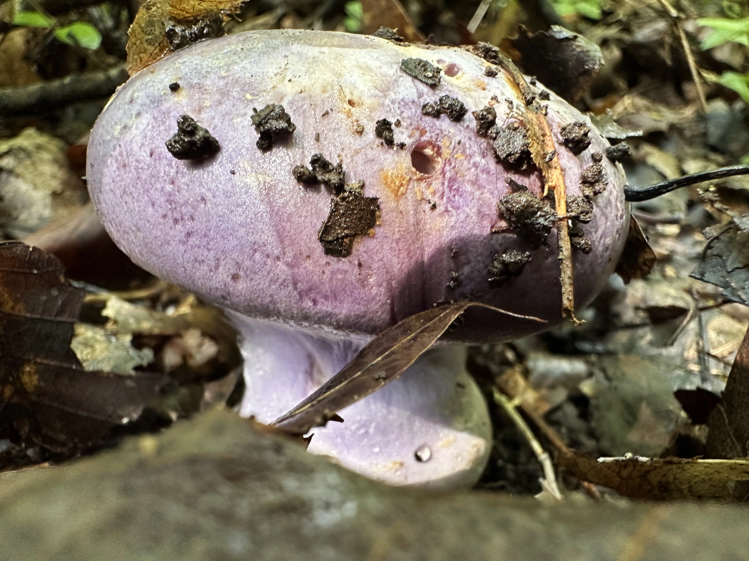 Fungi and Other Discoveries along the Hickory Cove Nature Preserve's ...