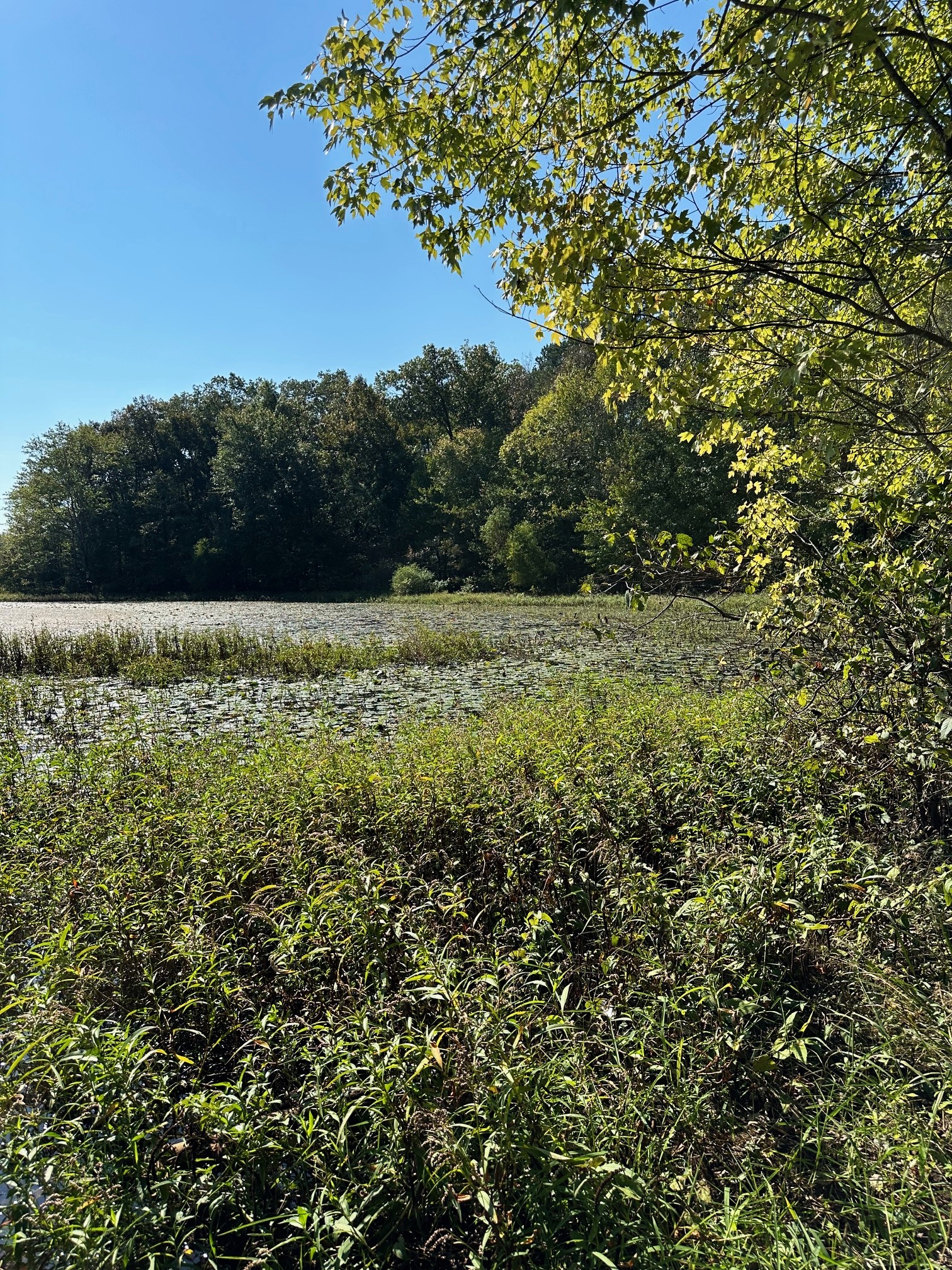 Blackwell Swamp and Rockhouse Bottom in Early October on the Wheeler ...