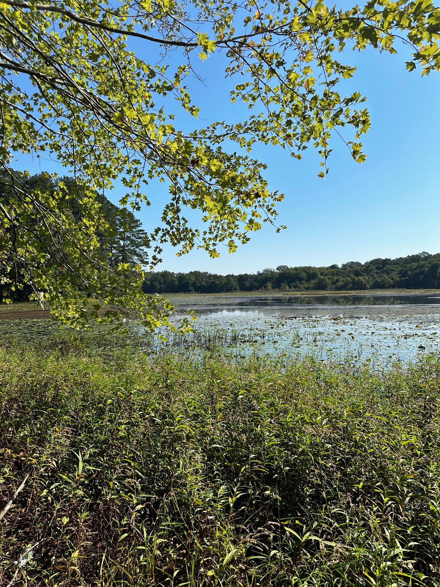 Blackwell Swamp and Rockhouse Bottom in Early October on the Wheeler ...