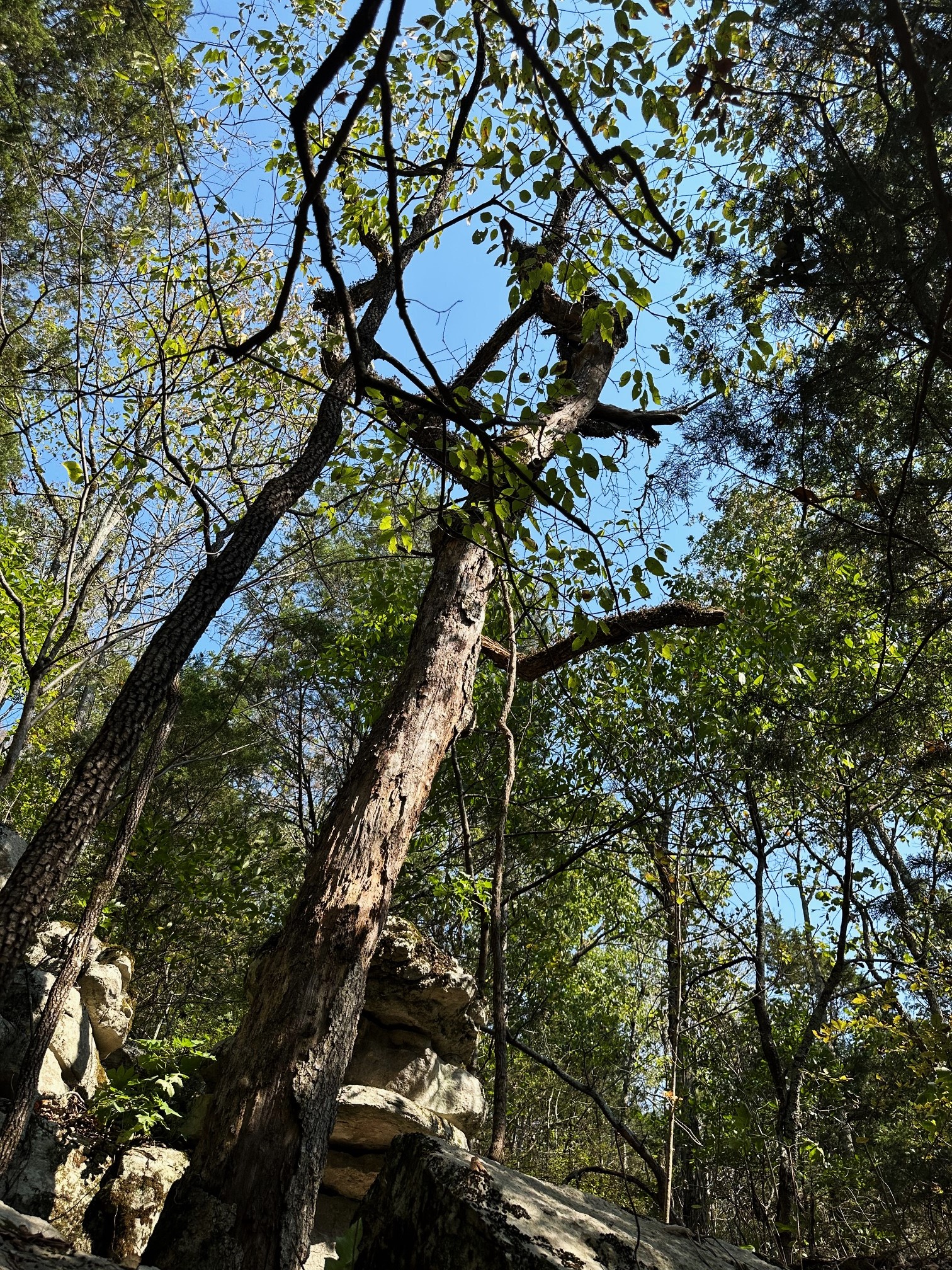 First Moderate Hike (Saunter) Since Knee Replacement Surgery: Rainbolt ...