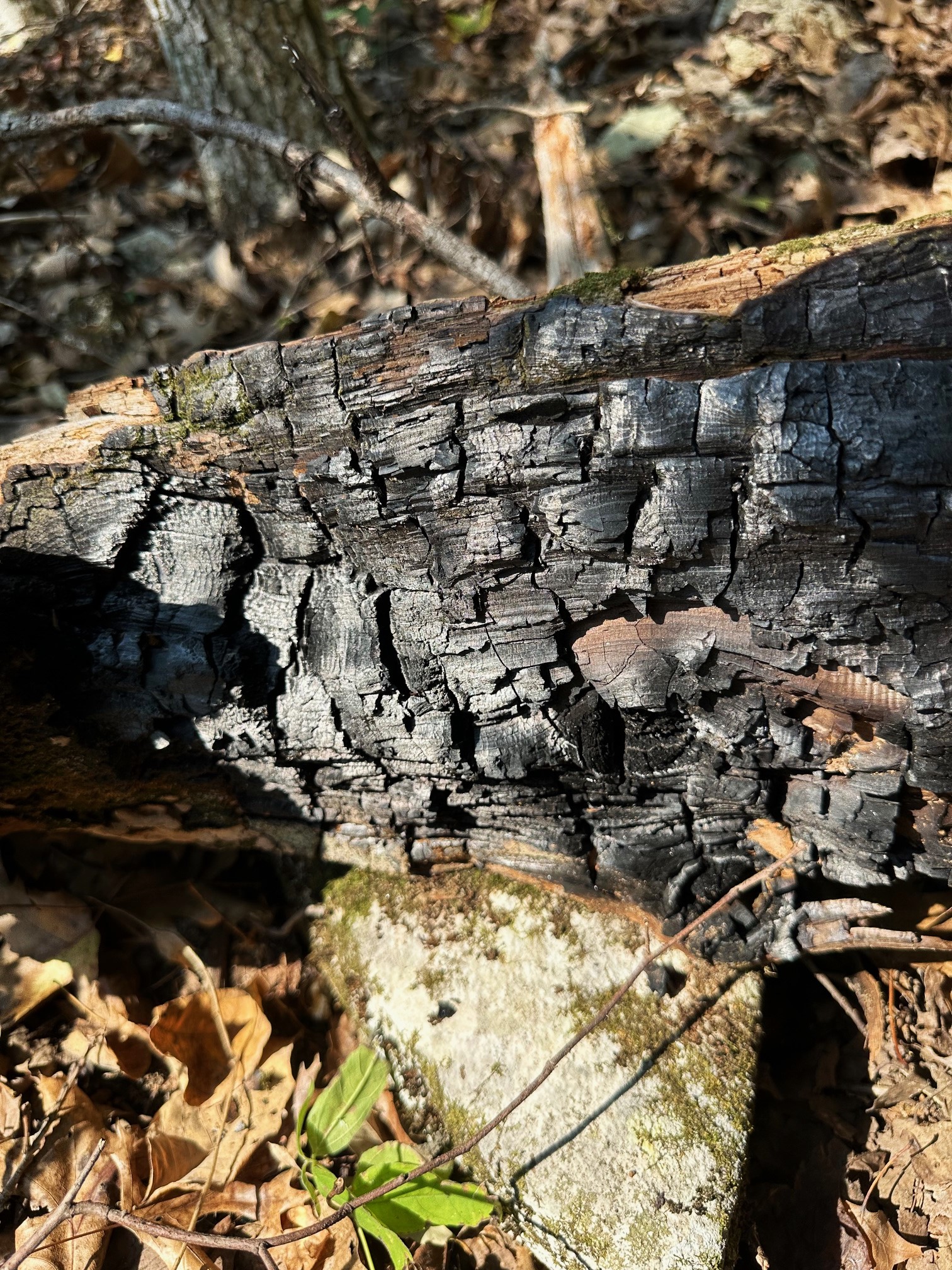 Land Trust 10.13.24 Rainbolt Trail Charred Cedar - Steve Jones Great ...