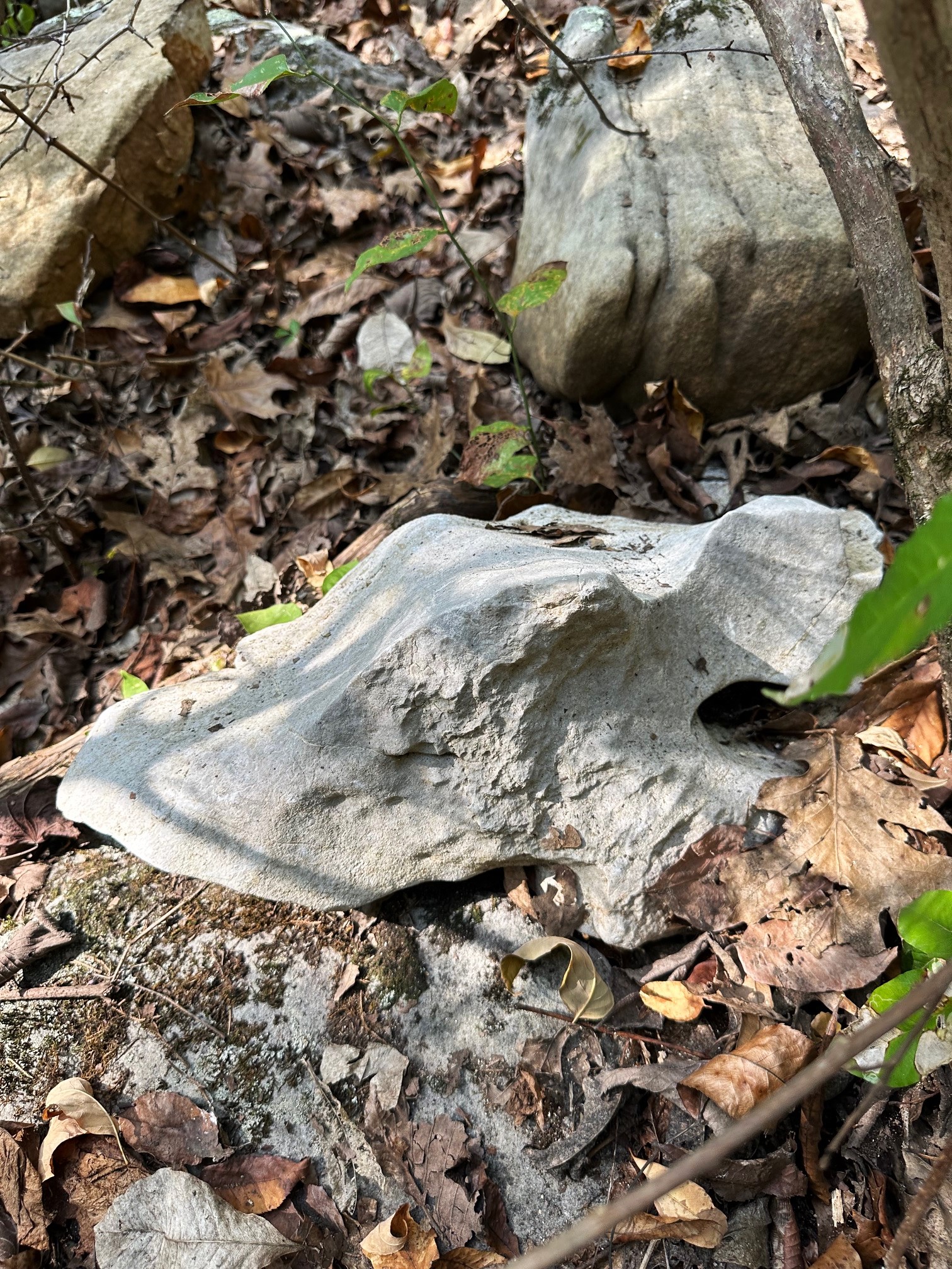 Land Trust 10.13.24 Rainbolt Trail Bleached Cattle Skull - Steve Jones ...