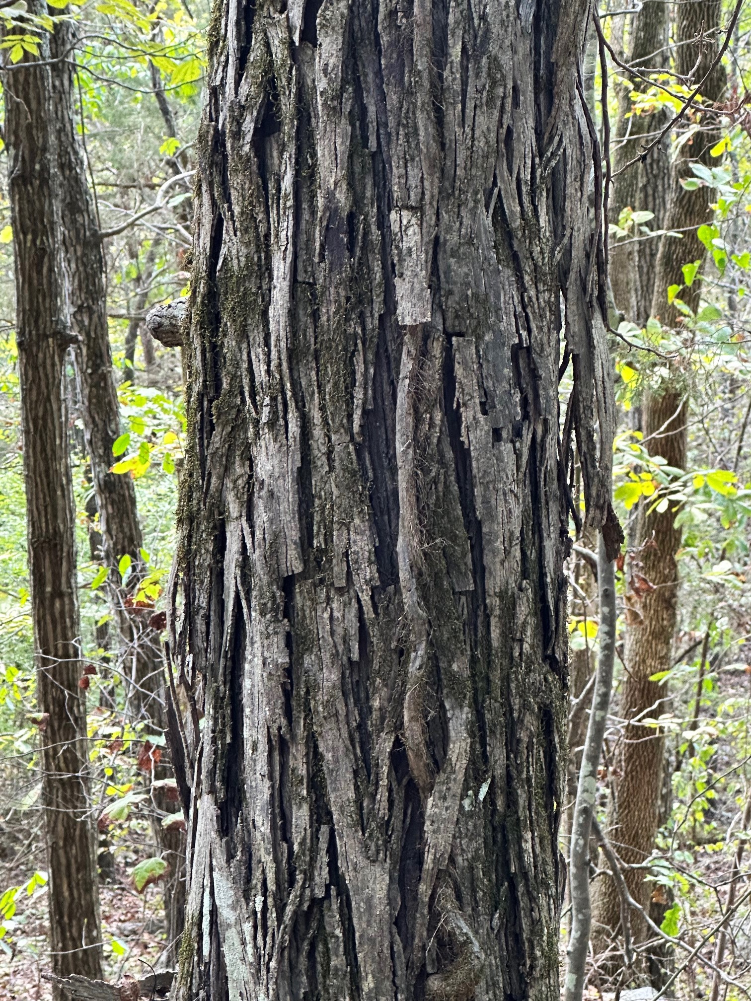 First Moderate Hike (Saunter) Since Knee Replacement Surgery: Rainbolt ...