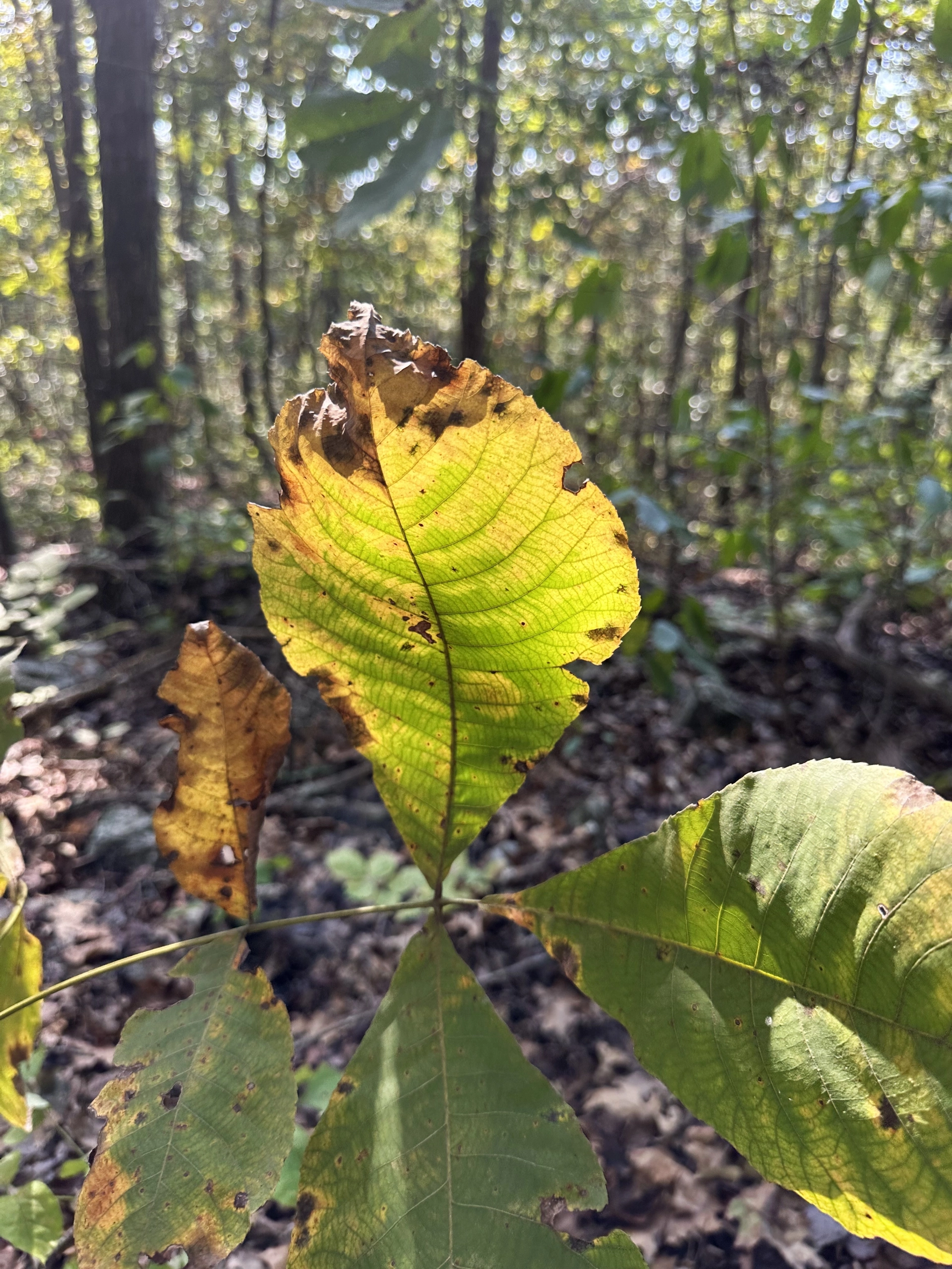 Hints of Autumn in Mid-October along the Rainbolt Trail at Madison AL's ...