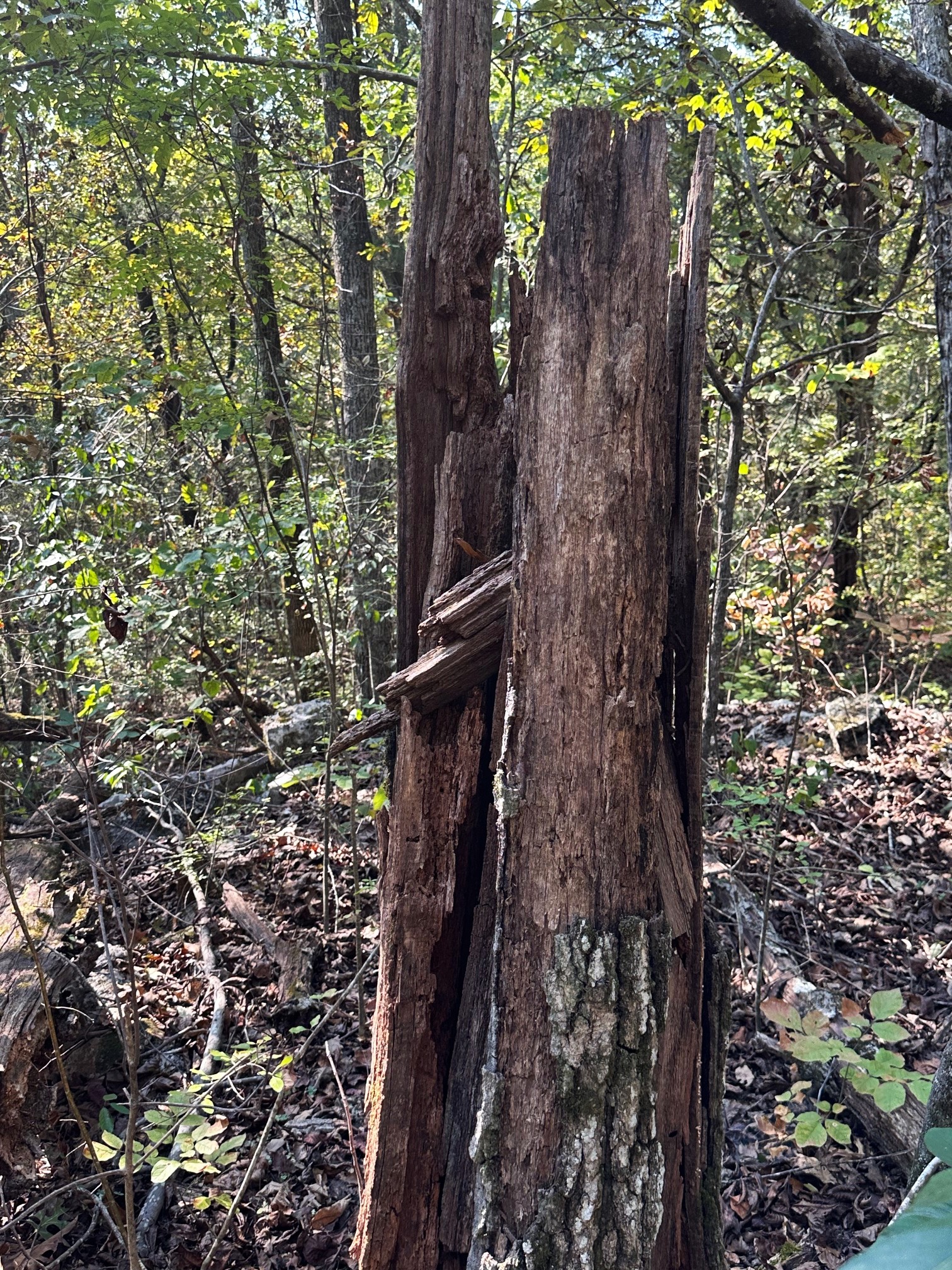 First Moderate Hike (Saunter) Since Knee Replacement Surgery: Rainbolt ...