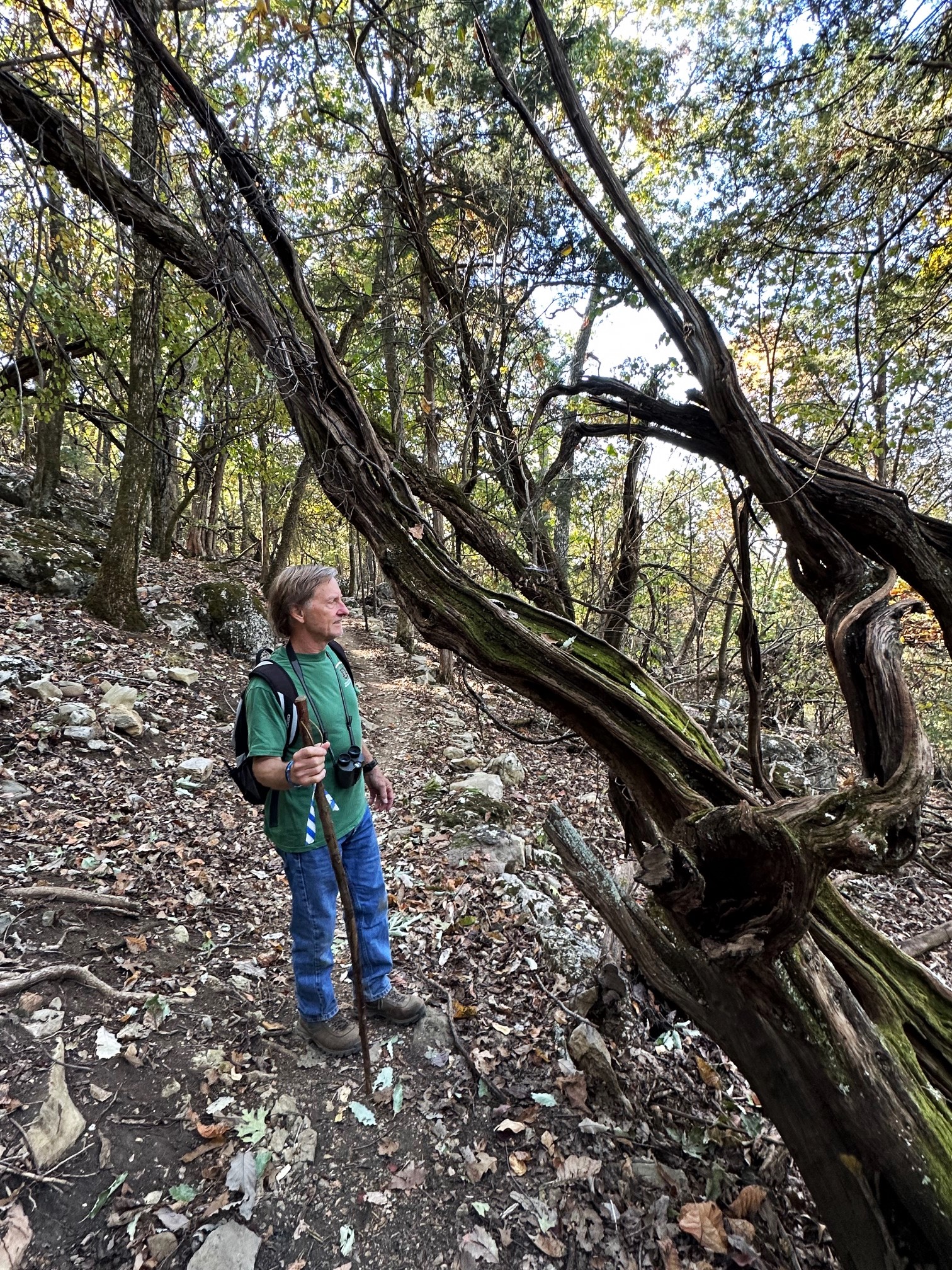 Halloween Forest of Rare Smoketrees (Cotinus obovatus) on Green Mountain Nature Preserve ...