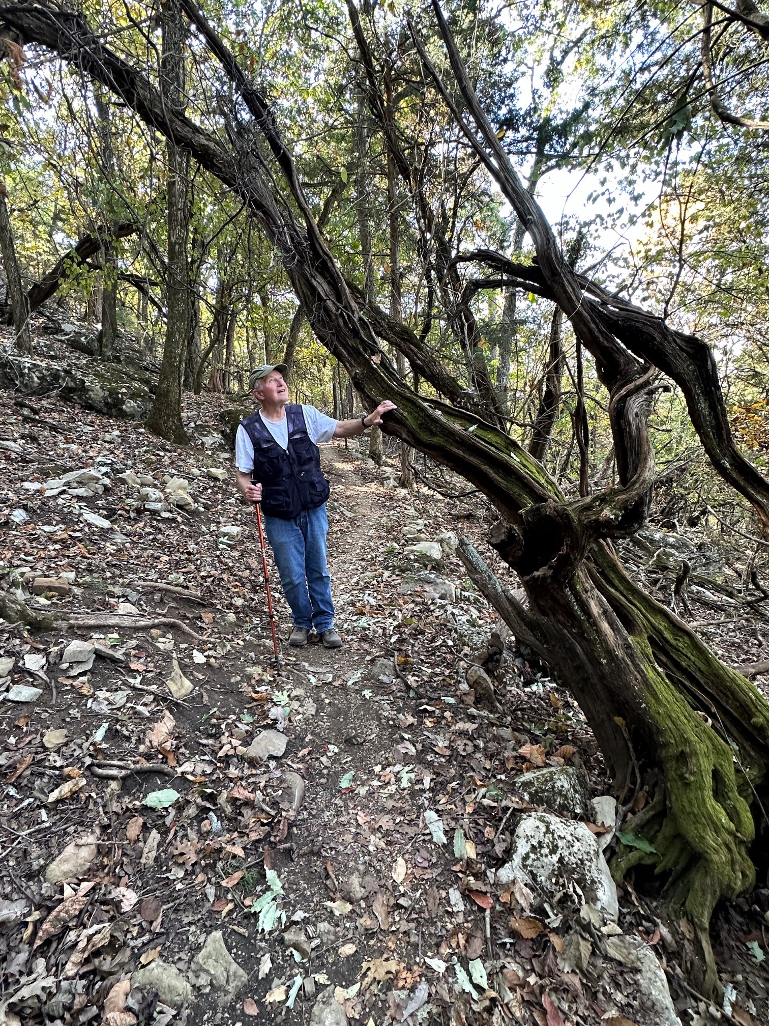 Halloween Forest of Rare Smoketrees (Cotinus obovatus) on Green Mountain Nature Preserve ...