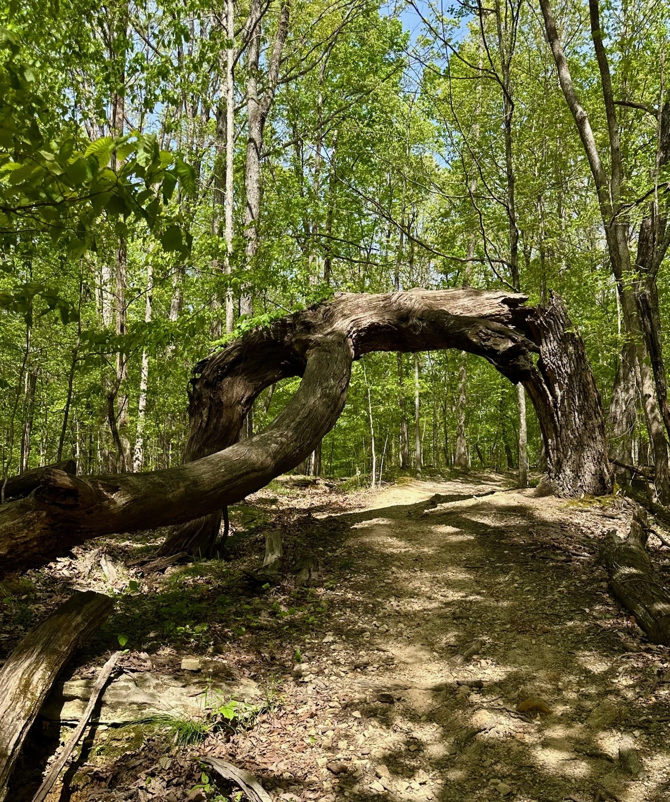 Intergenerational Spring Saunter at Alabama's Monte Sano State Park ...