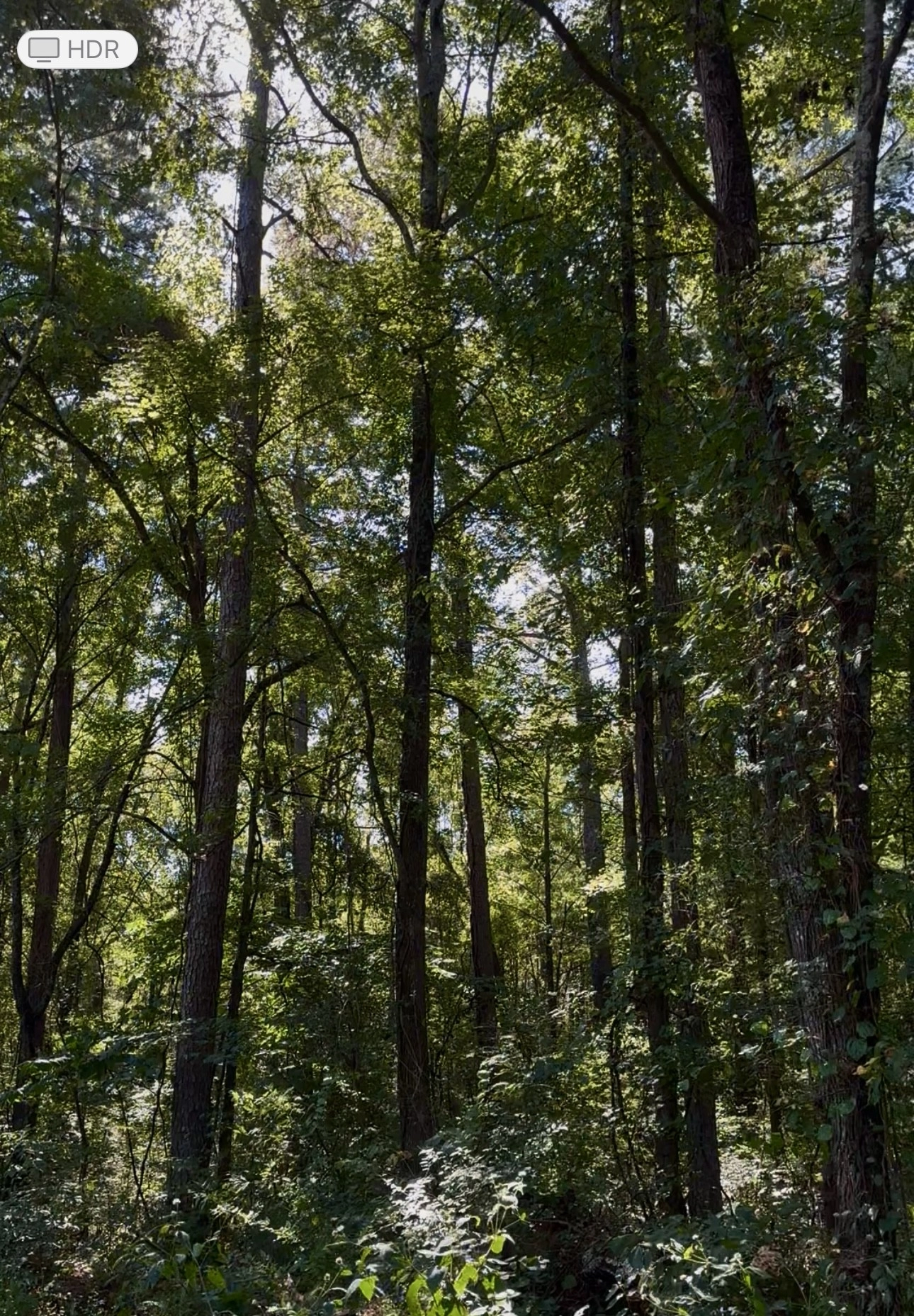 Brief-Form Post #50: Field to Forest in a WNWR Bottomland - Armed with ...