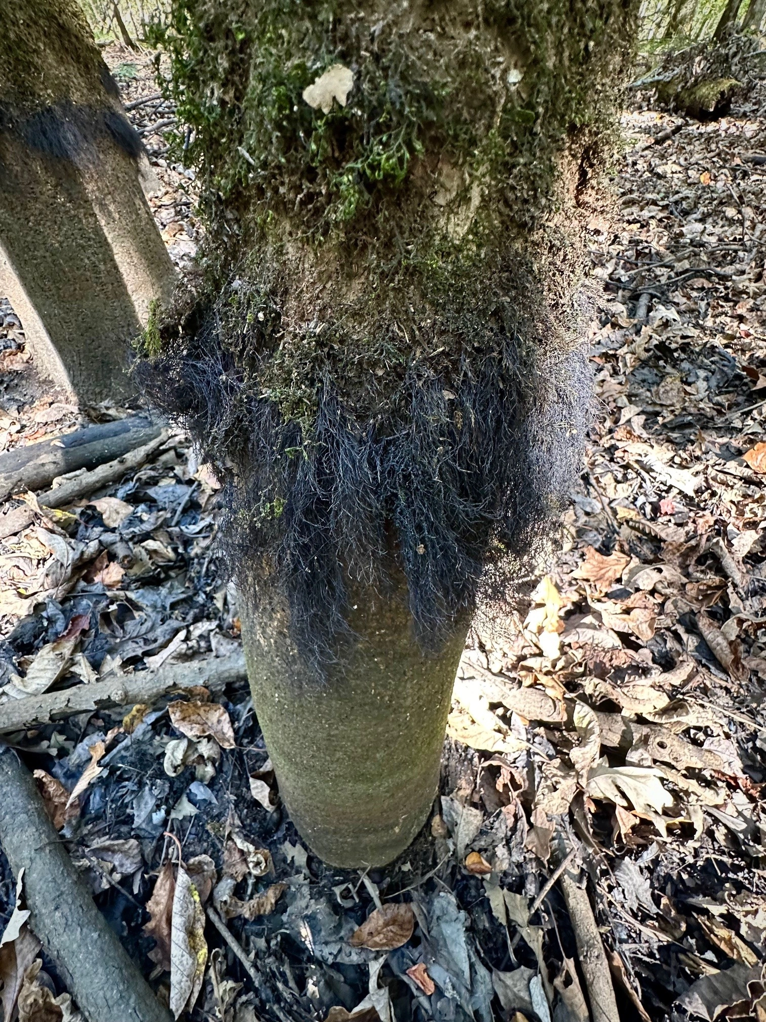 Brief-Form Post #47: Strange Bearded Tupelo Trees - Air Root Mysteries ...